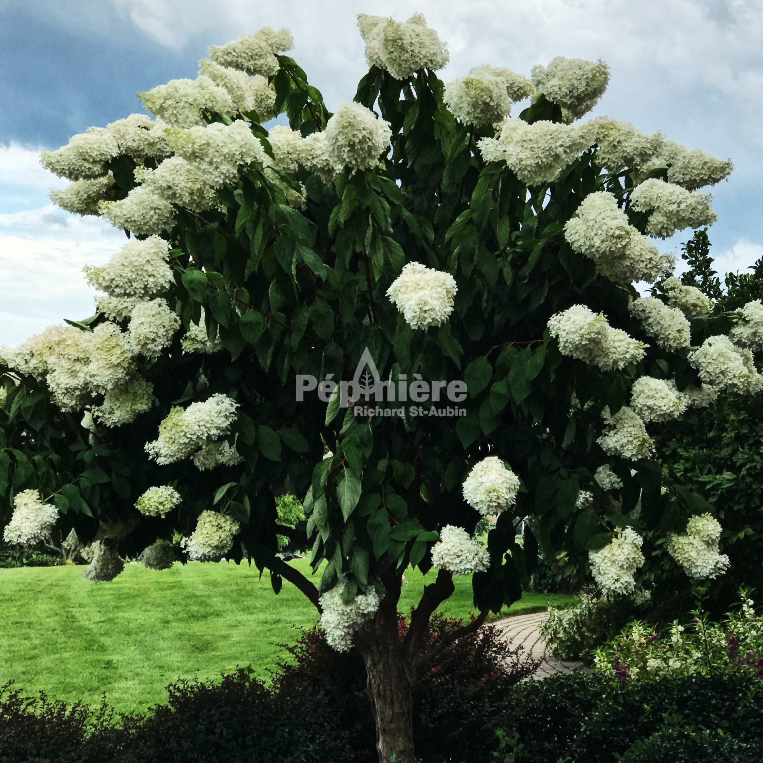 Hydrangea paniculata 'Limelight' STD - Pépinière Richard St-Aubin