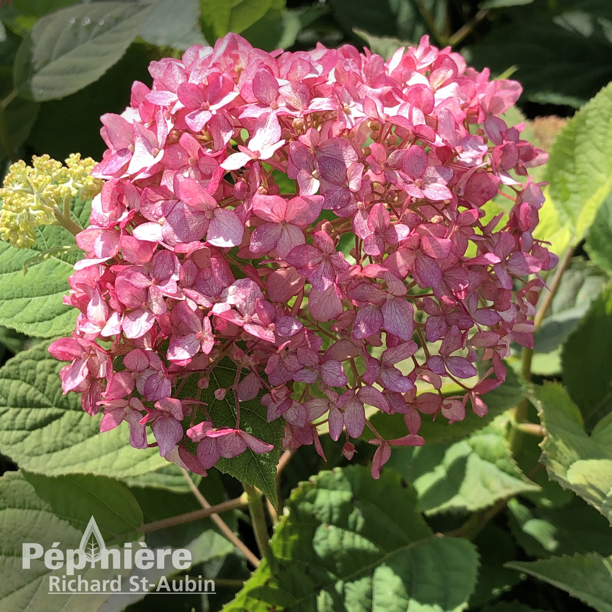 Hydrangea Arborescens 'Pinkerella' - Pépinière Richard St-Aubin
