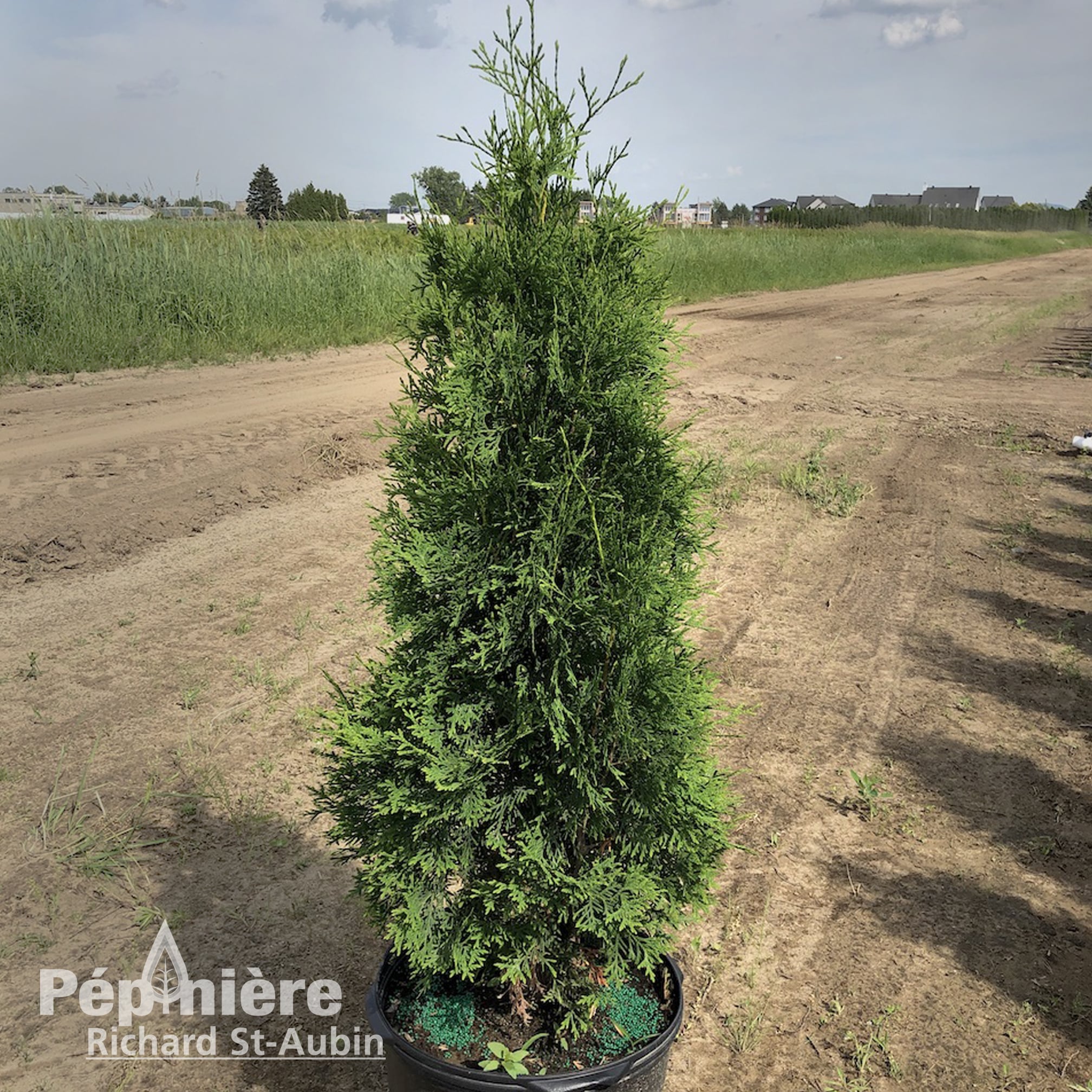 Thuja occidentalis 'Brandon' - Pépinière Richard St-Aubin