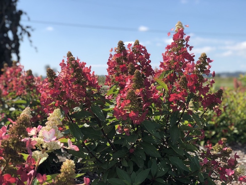 Hydrangea Paniculata 'Lavalamp Flare' - Pépinière Richard St-Aubin