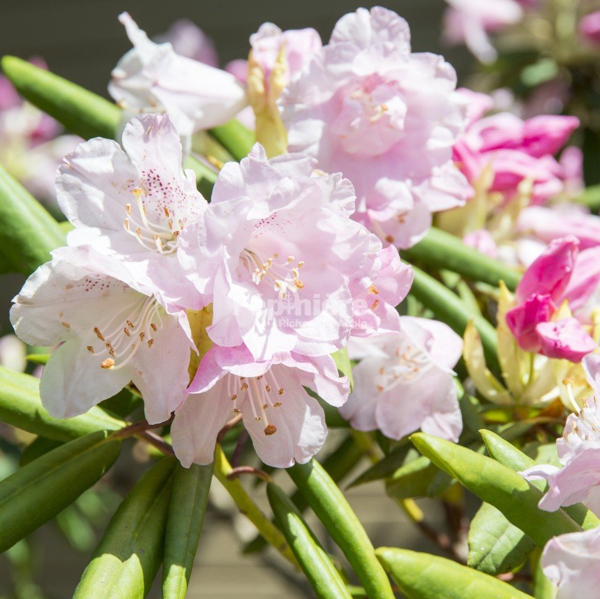 Rhododendron Yakushimanum 'Crete - Pépinière Richard St-Aubin
