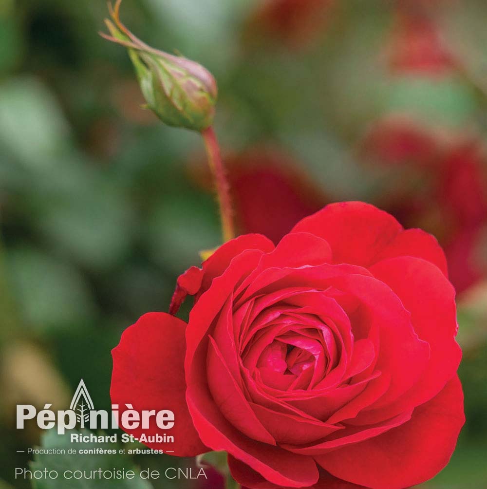 Rosa 'Canadian Shield' - Pépinière Richard St-Aubin