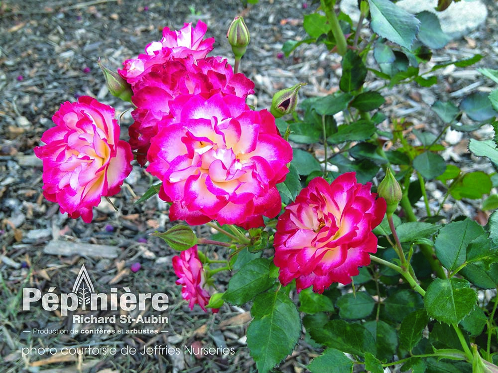 Rosa 'Never Alone' - Pépinière Richard St-Aubin