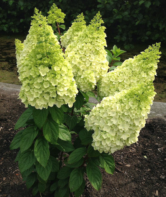 Hydrangea paniculata 'Moonrock' B.E. - Pépinière Richard St-Aubin