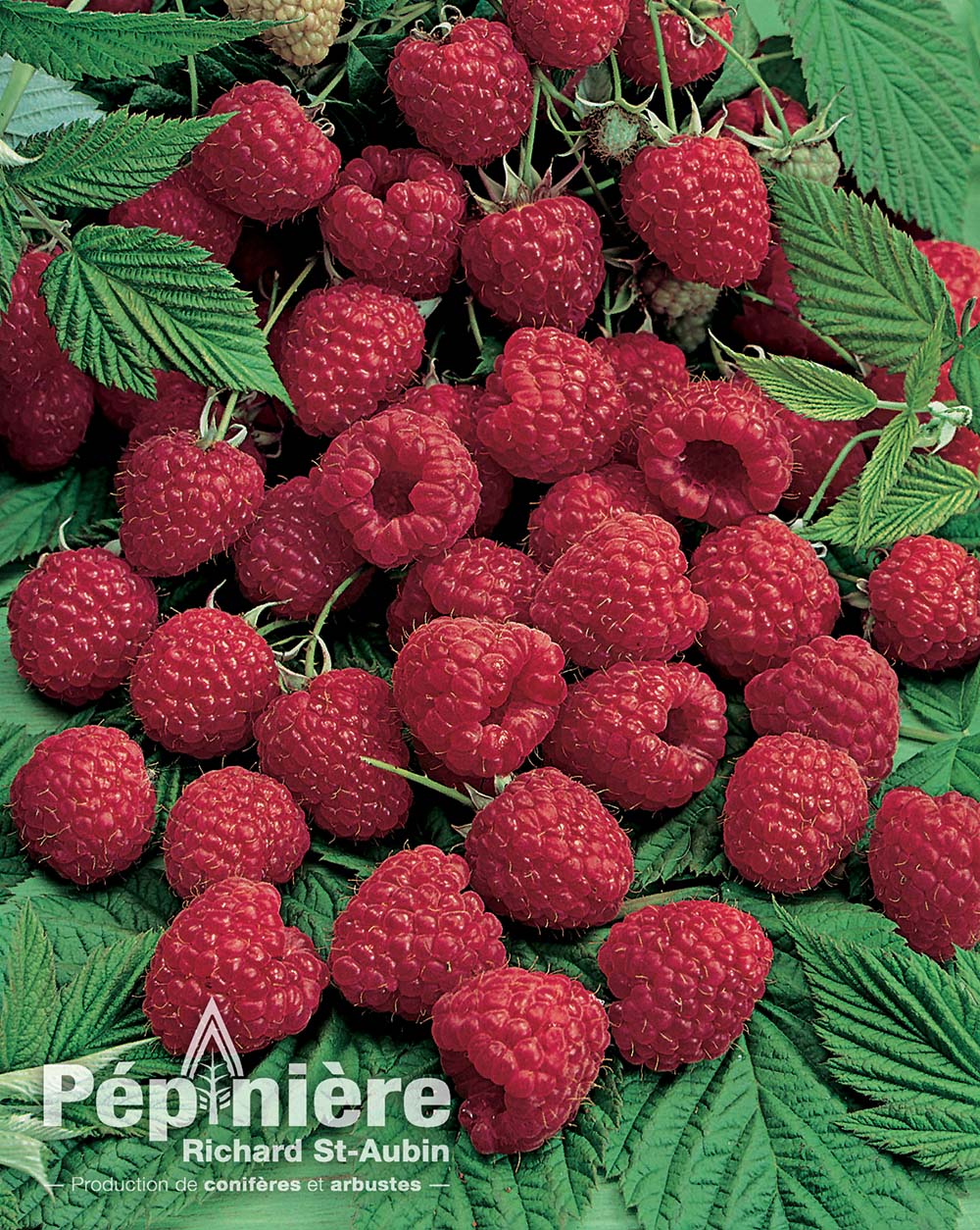 Rubus Latham - Pépinière Richard St-Aubin