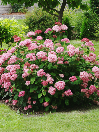 Hydrangea Arborescens 'Pinkerella' - Pépinière Richard St-Aubin