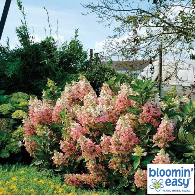 Hydrangea Paniculata 'Flare' B.E. - Pépinière Richard St-Aubin