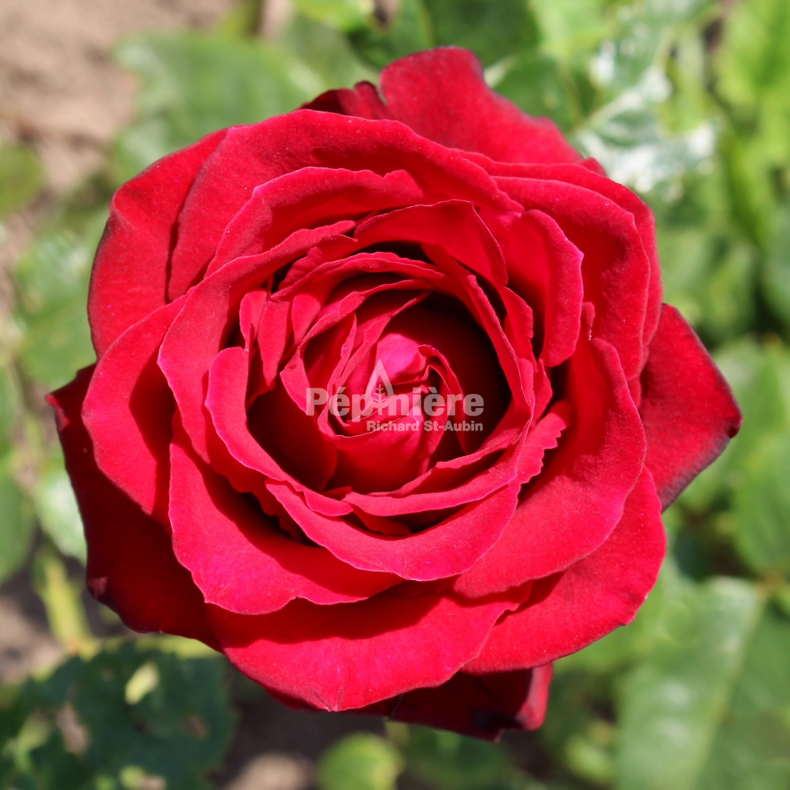 Rosa Canadian Shield - Pépinière Richard St-Aubin
