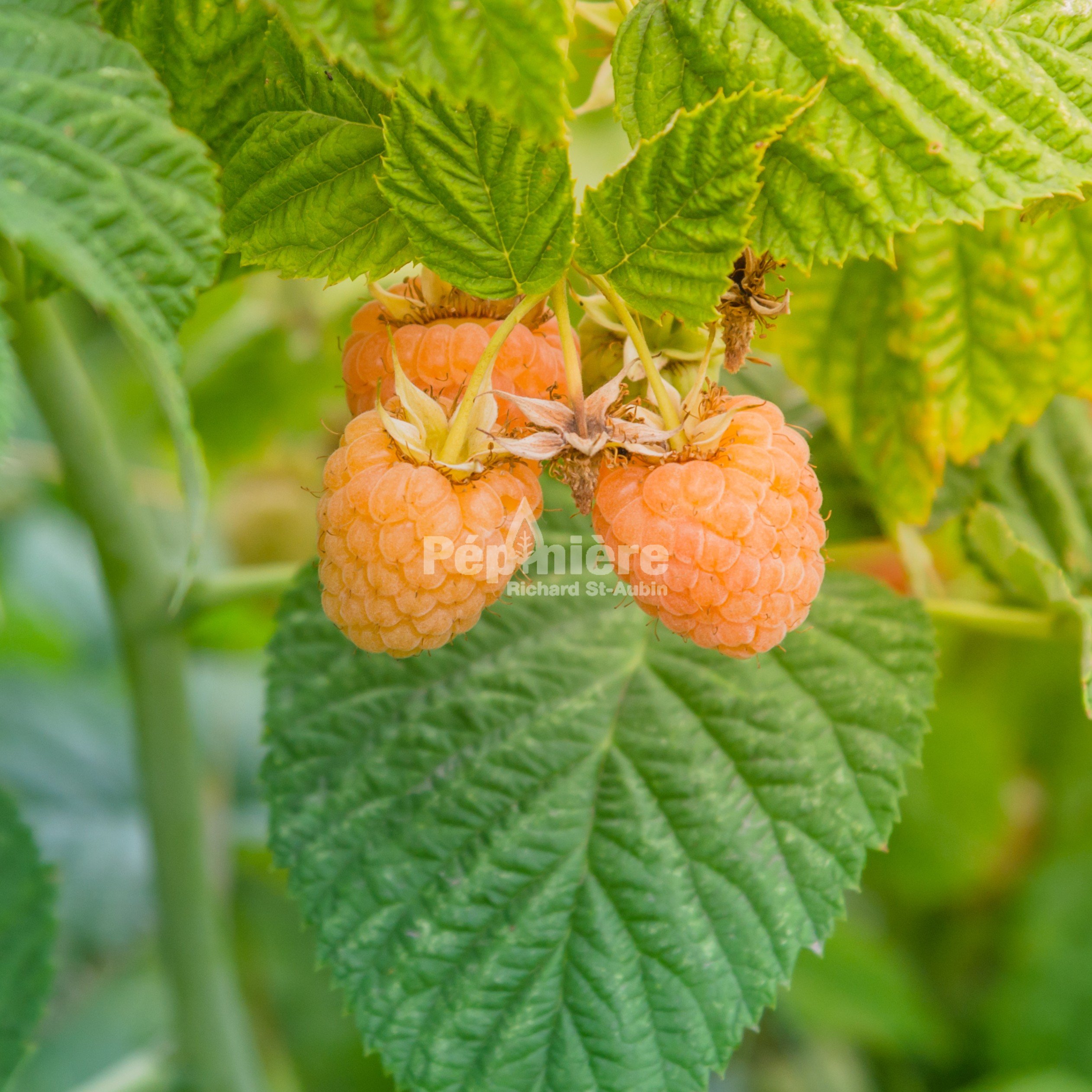Rubus Kiwi Gold - Pépinière Richard St-Aubin