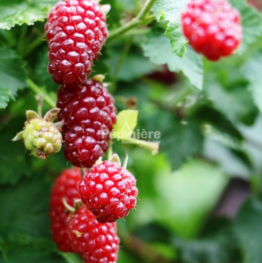 Rubus idaeus Polka - Pépinière Richard St-Aubin