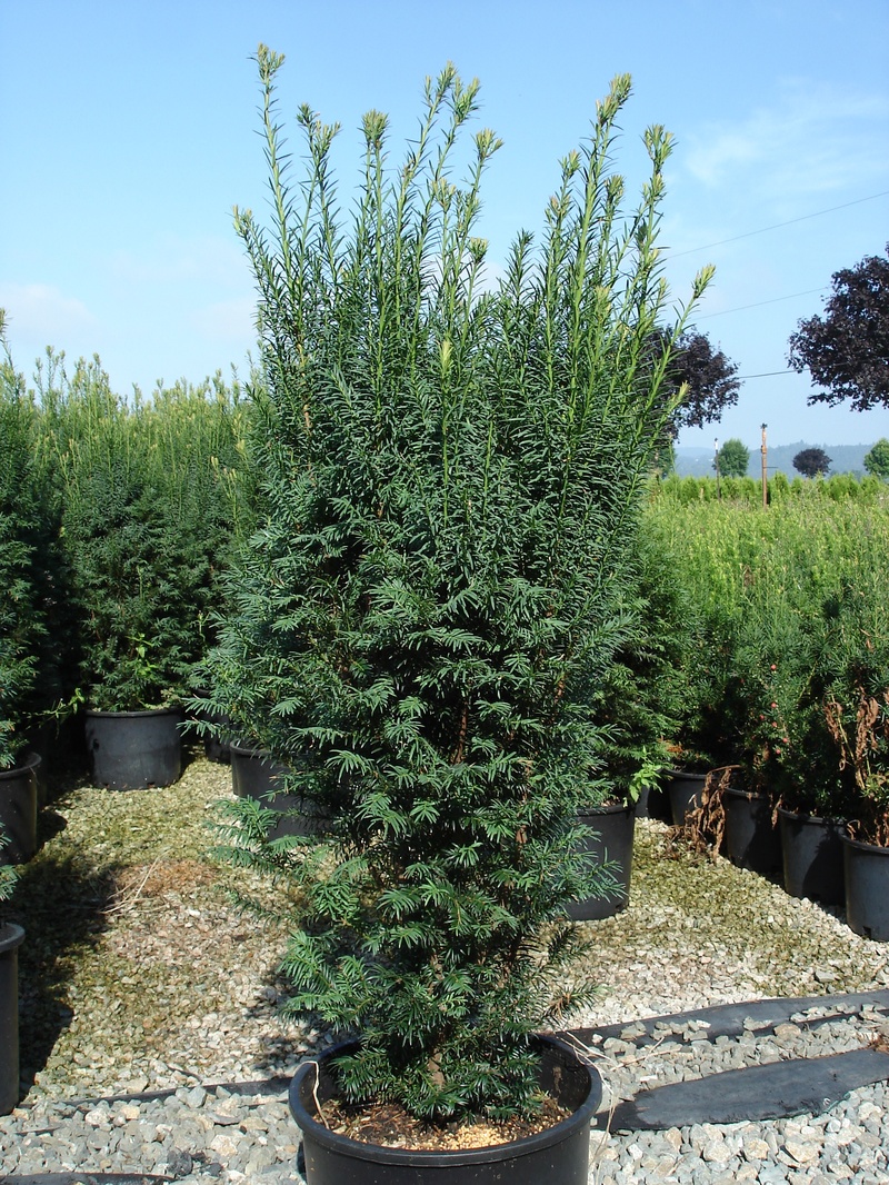 Taxus X Media 'Hicksii' - Pépinière Richard St-Aubin