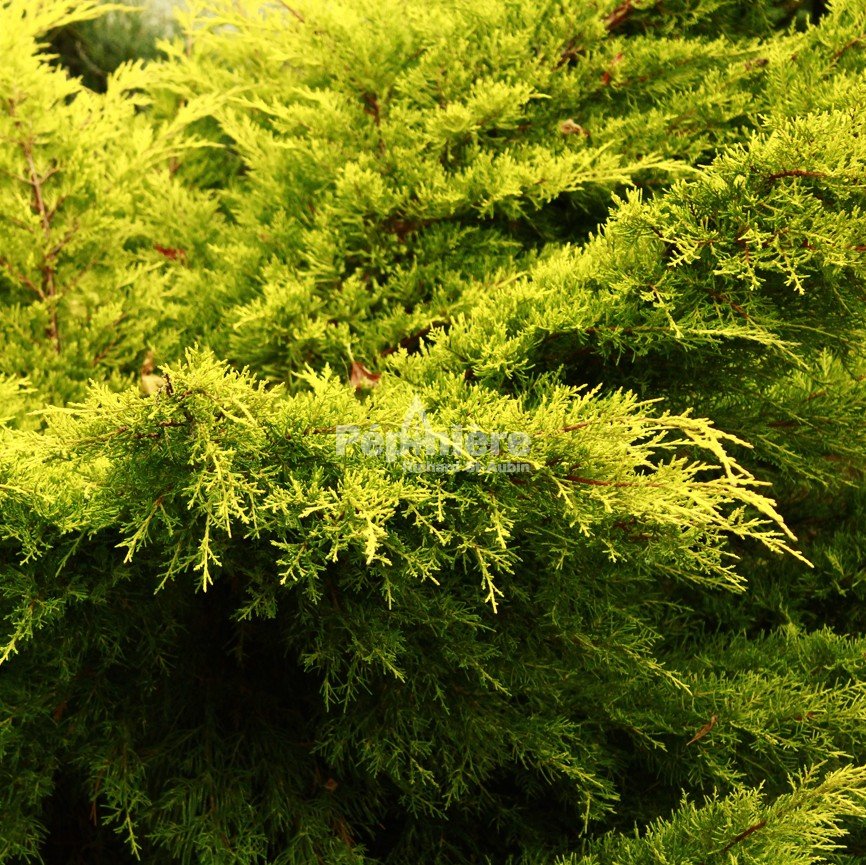JUNIPERUS CHINENSIS ‘PFITZERIANA AUREA’ - Pépinière Richard St-Aubin