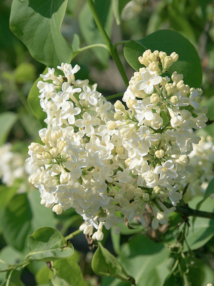 Syringa vulgaris 'Primrose' - Pépinière Richard St-Aubin