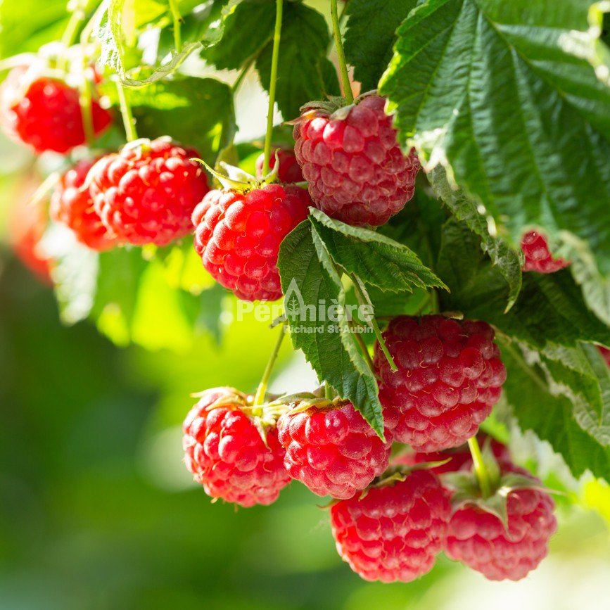 Rubus idaeus Boyne - Pépinière Richard St-Aubin