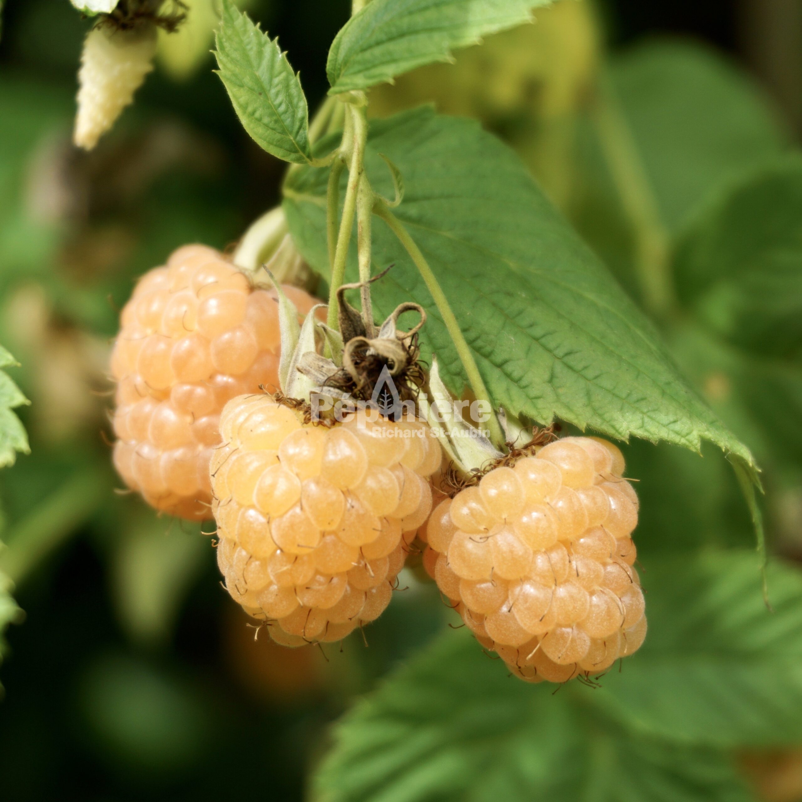 Rubus idaeus Fall Gold - Pépinière Richard St-Aubin