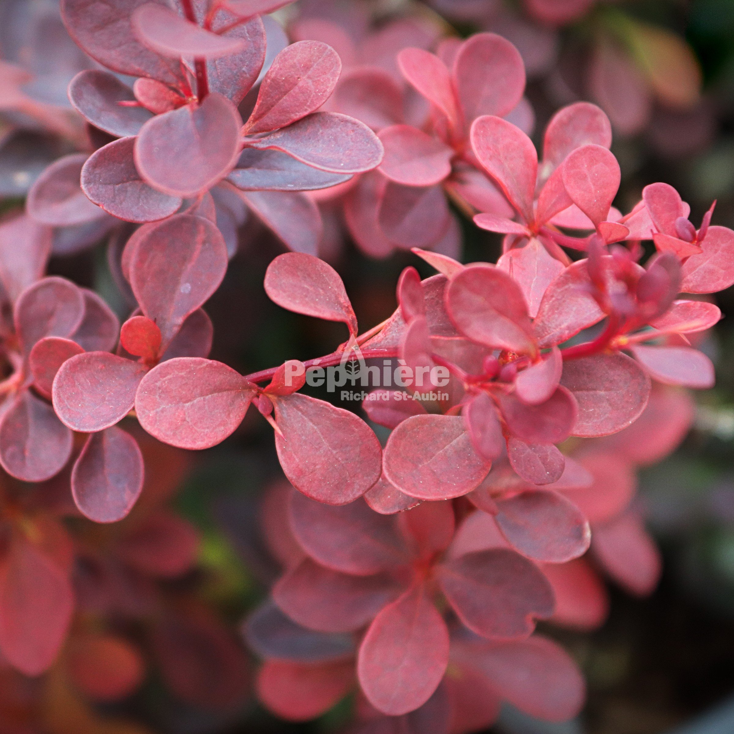 Berberis Thunbergii Gentry Royal Burgundy - Pépinière Richard St-Aubin