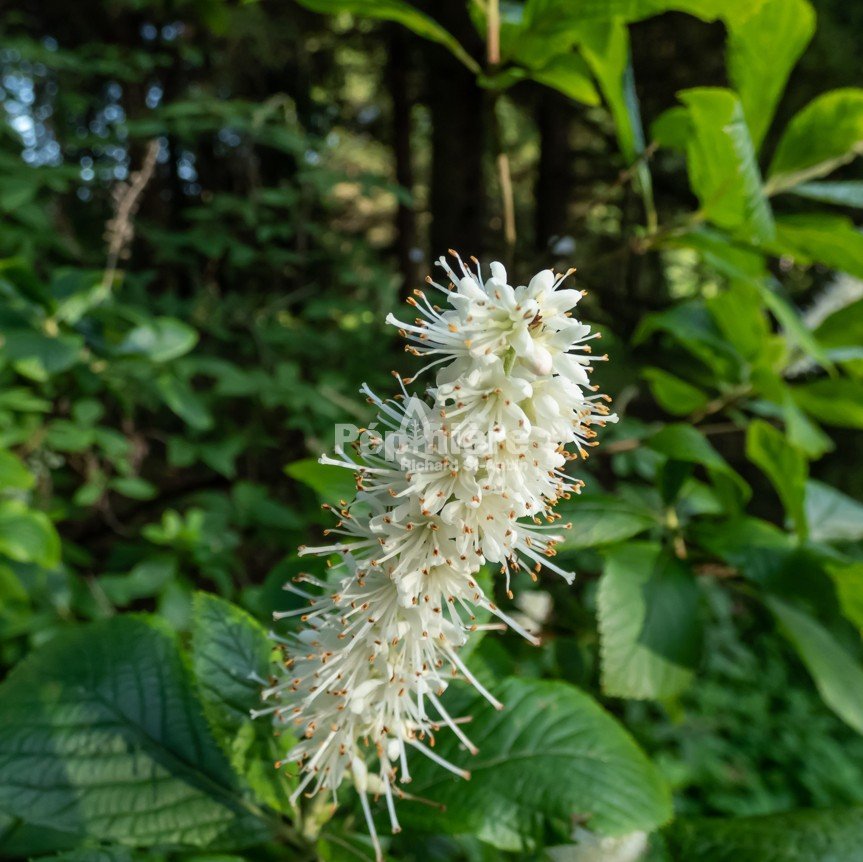 Clethra alnifolia 'Hummingbird' - Pépinière Richard St-Aubin