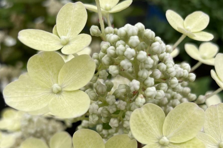 Hydrangea Paniculata 'Torch' B.E. - Pépinière Richard St-Aubin