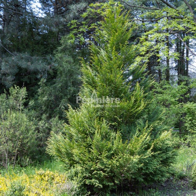 Juniperus Chinensis 'Fairview' - Pépinière Richard St-Aubin