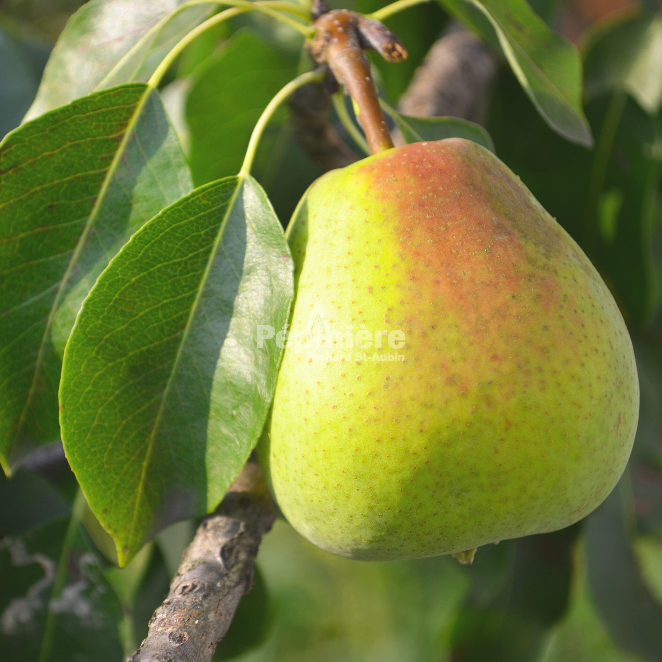 Pyrus communis Harrow Gold - Pépinière Richard St-Aubin