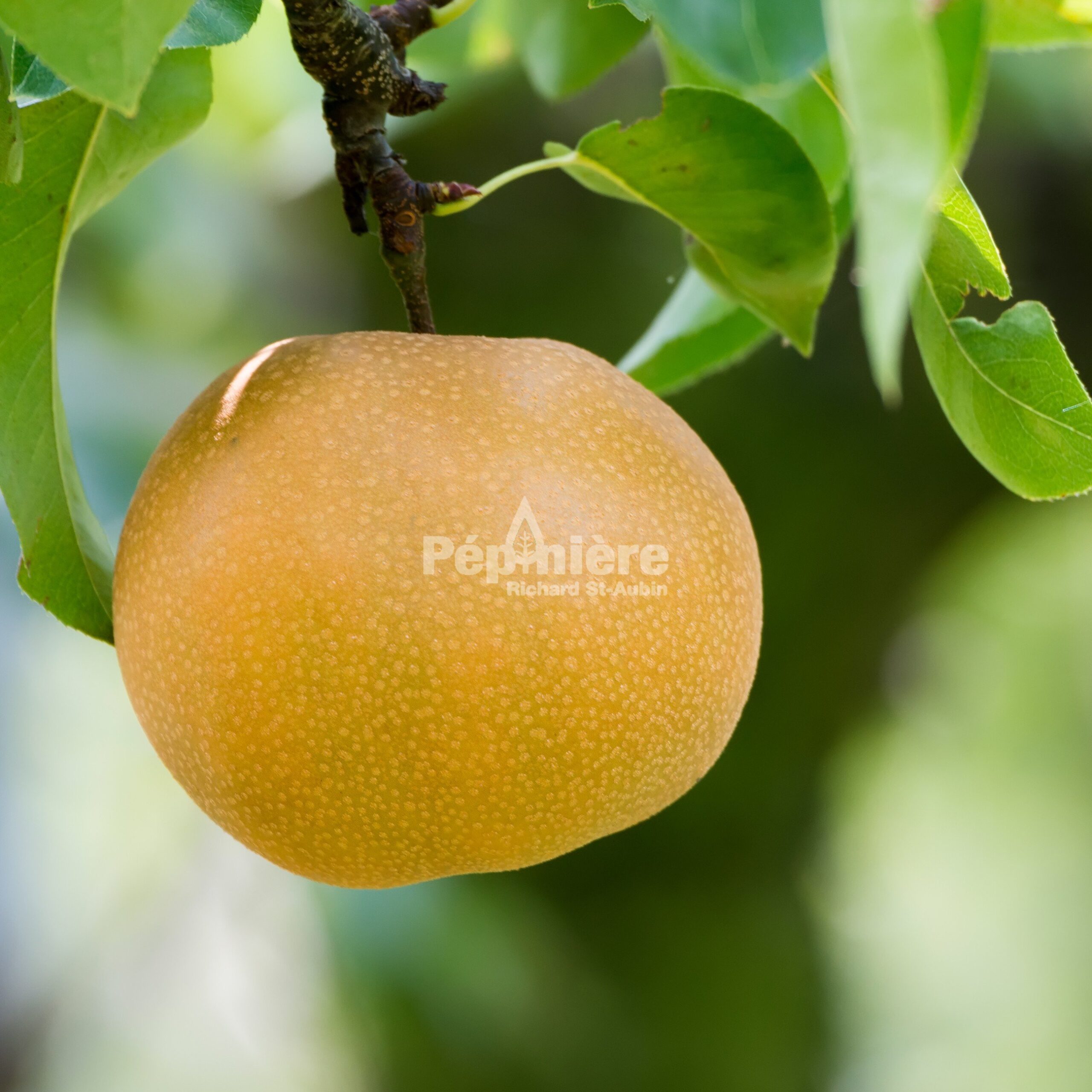 Pyrus pyrifolia Nijisseiki - Pépinière Richard St-Aubin