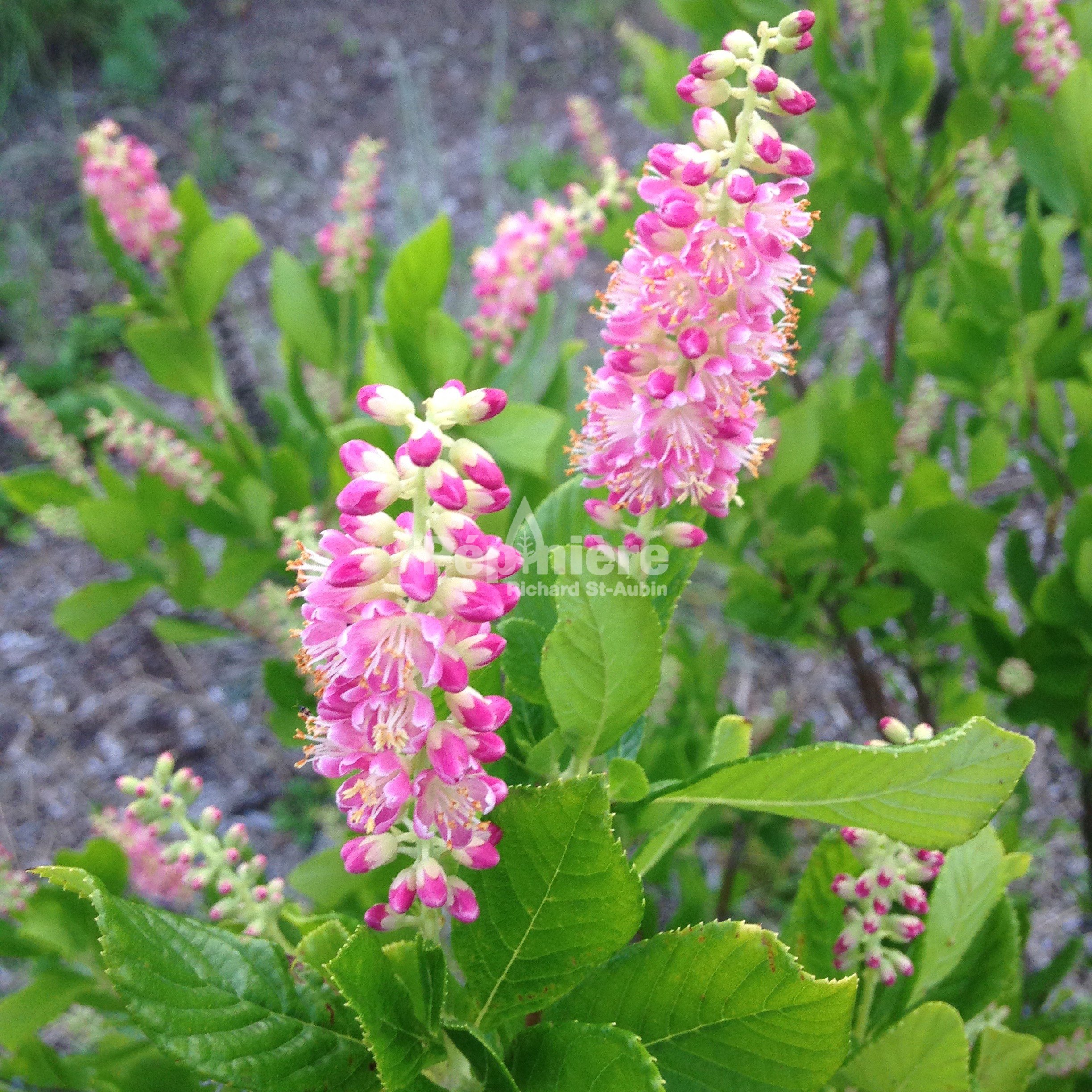 Clethra Alnifolia Ruby Spice
