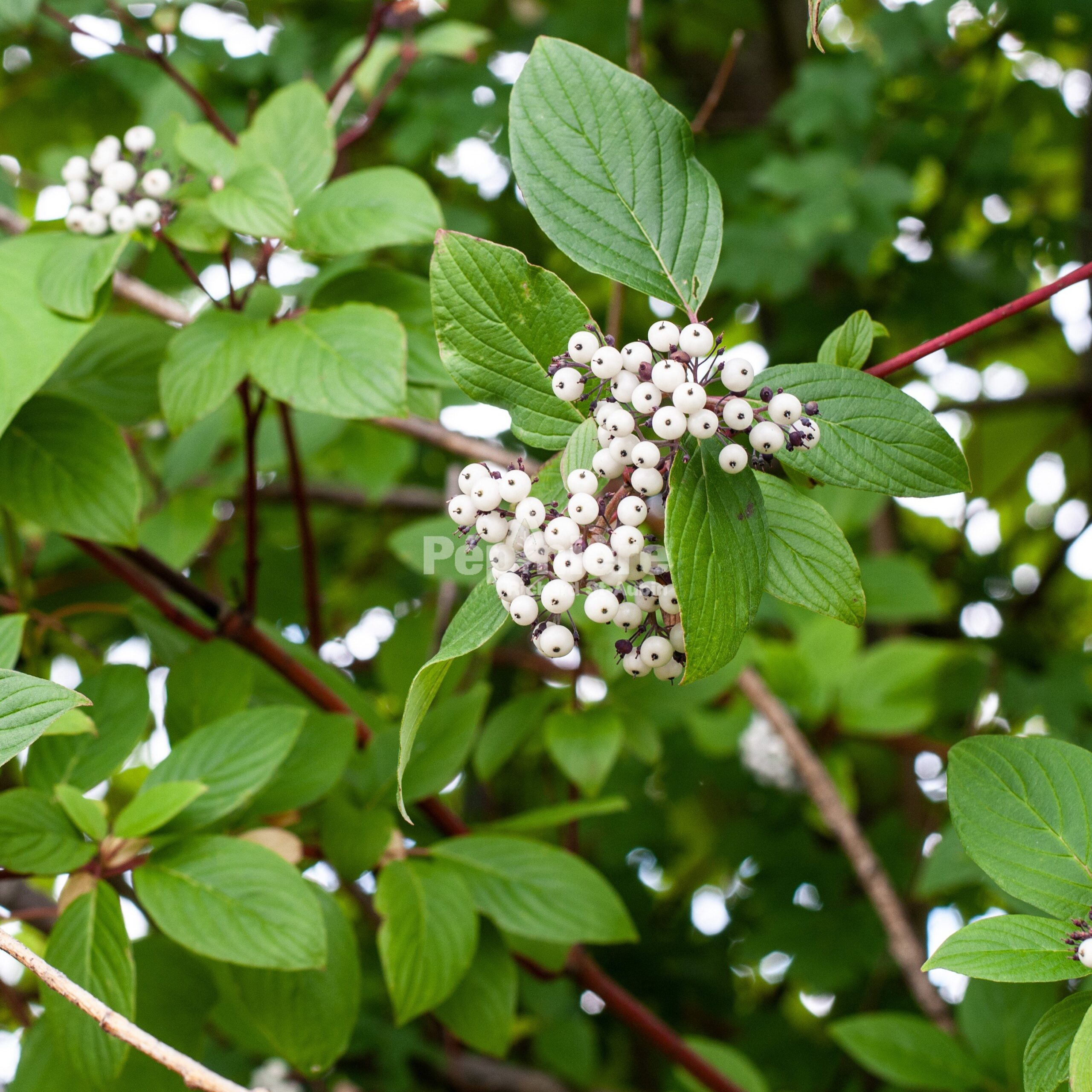 Cornus Stolonifera Cardinal - Pépinière Richard St-Aubin