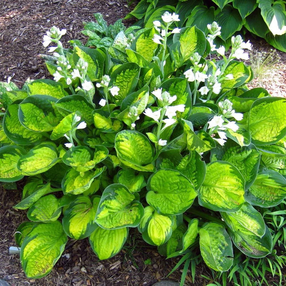 Hosta Rainforest Sunrise - Pépinière Richard St-Aubin