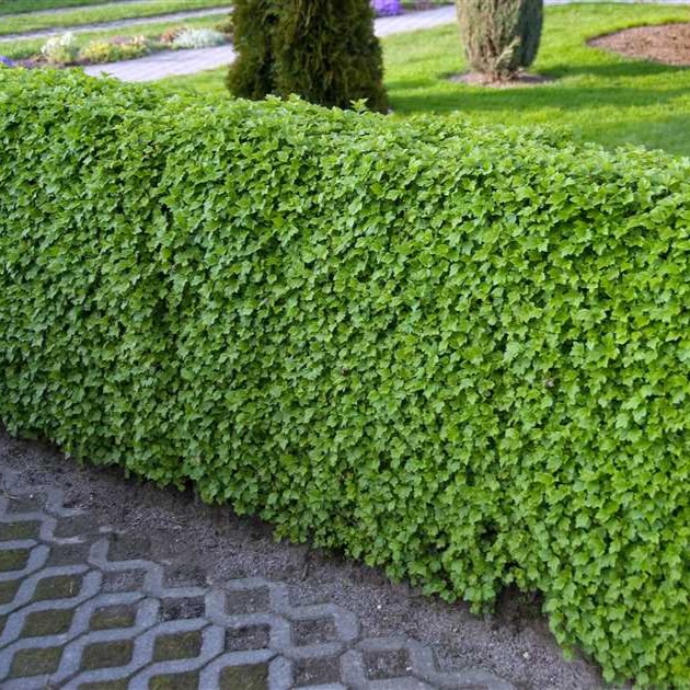 Ribes Alpinum - Pépinière Richard St-Aubin