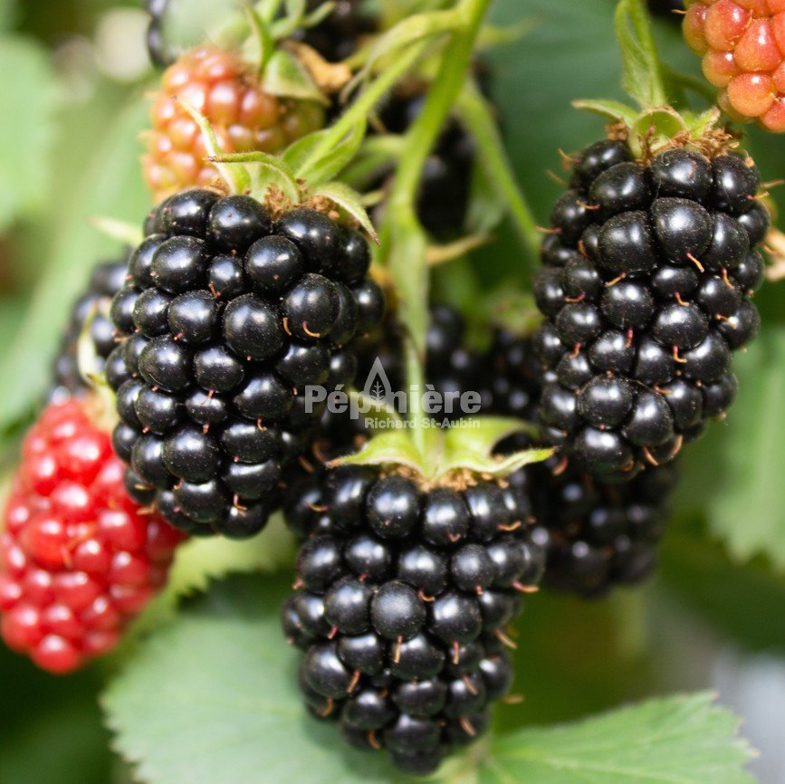Rubus Chester - Pépinière Richard St-Aubin
