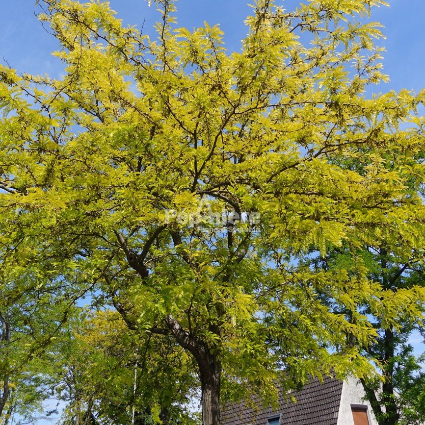 Gleditsia triacanthos Spectrum - Pépinière Richard St-Aubin