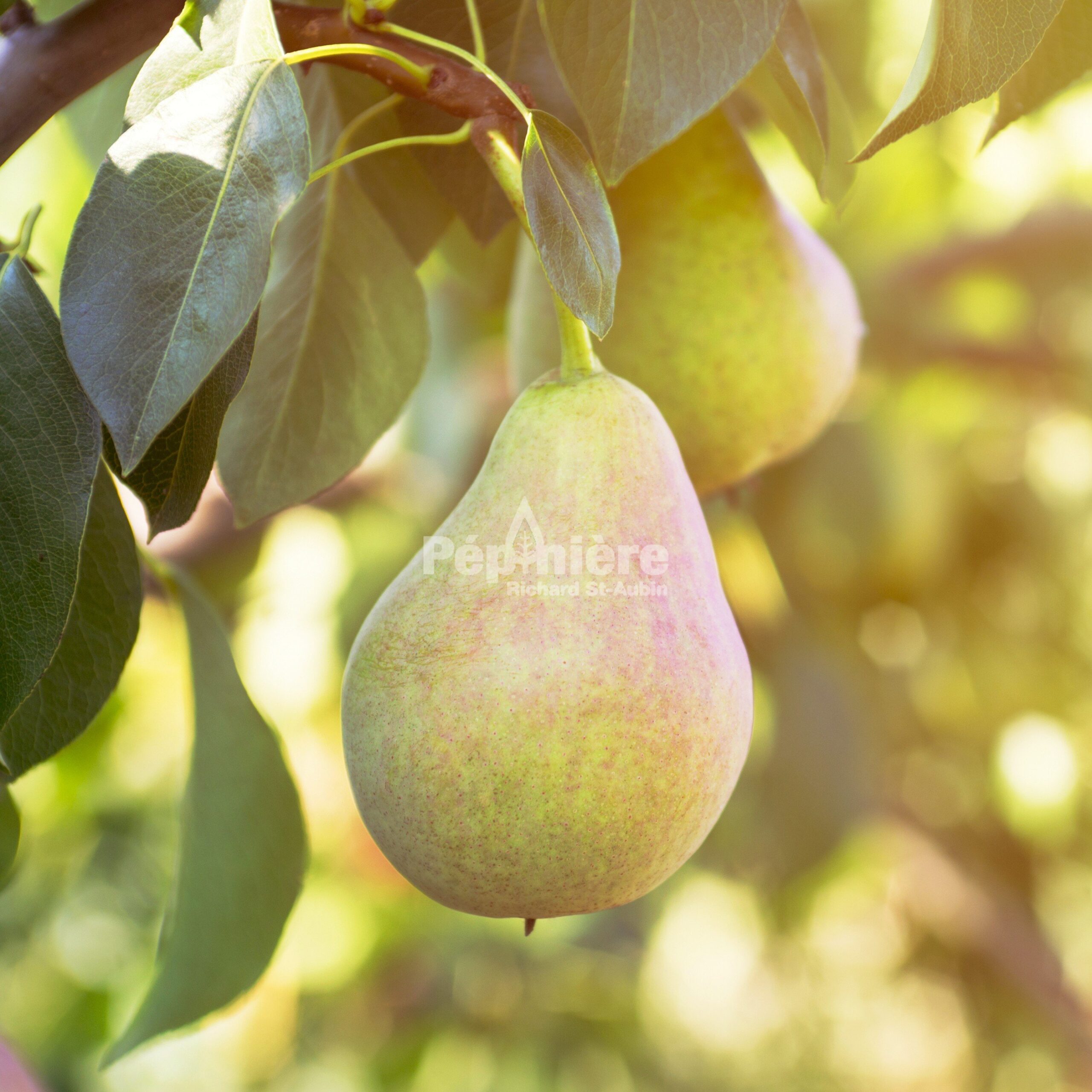 Pyrus communis Harrow Crisp - Pépinière Richard St-Aubin