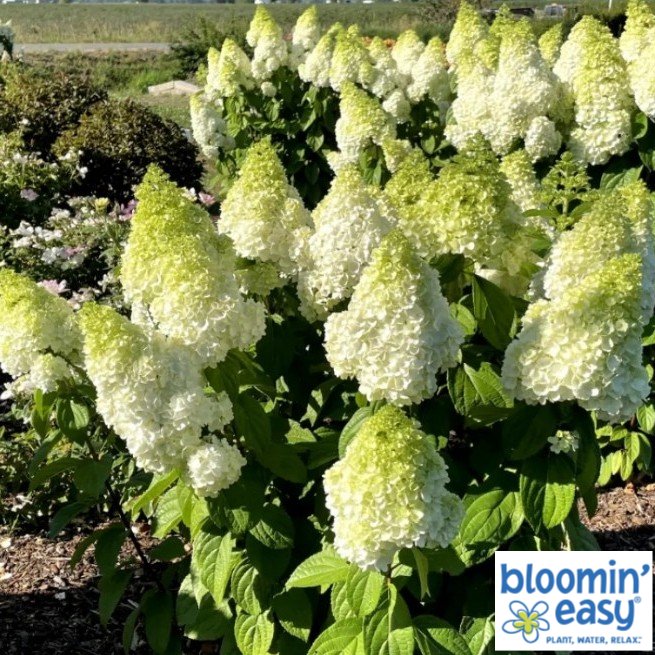 Hydrangea Paniculata 'Moonrock' STD B.E. - Pépinière Richard St-Aubin