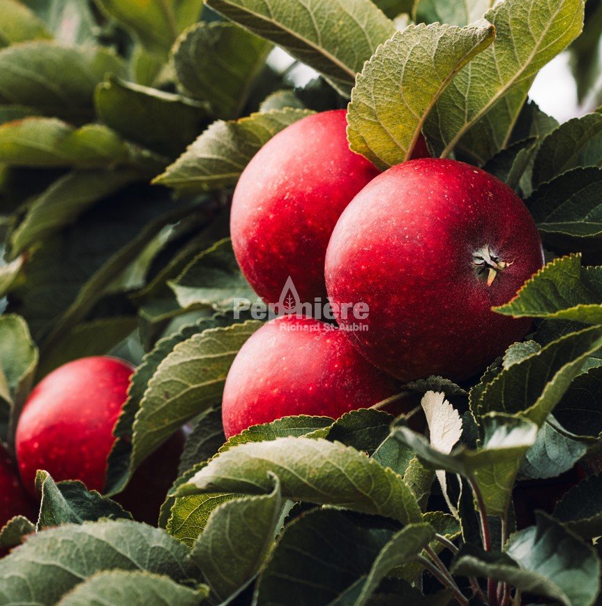 Malus domestica Liberty - Pépinière Richard St-Aubin