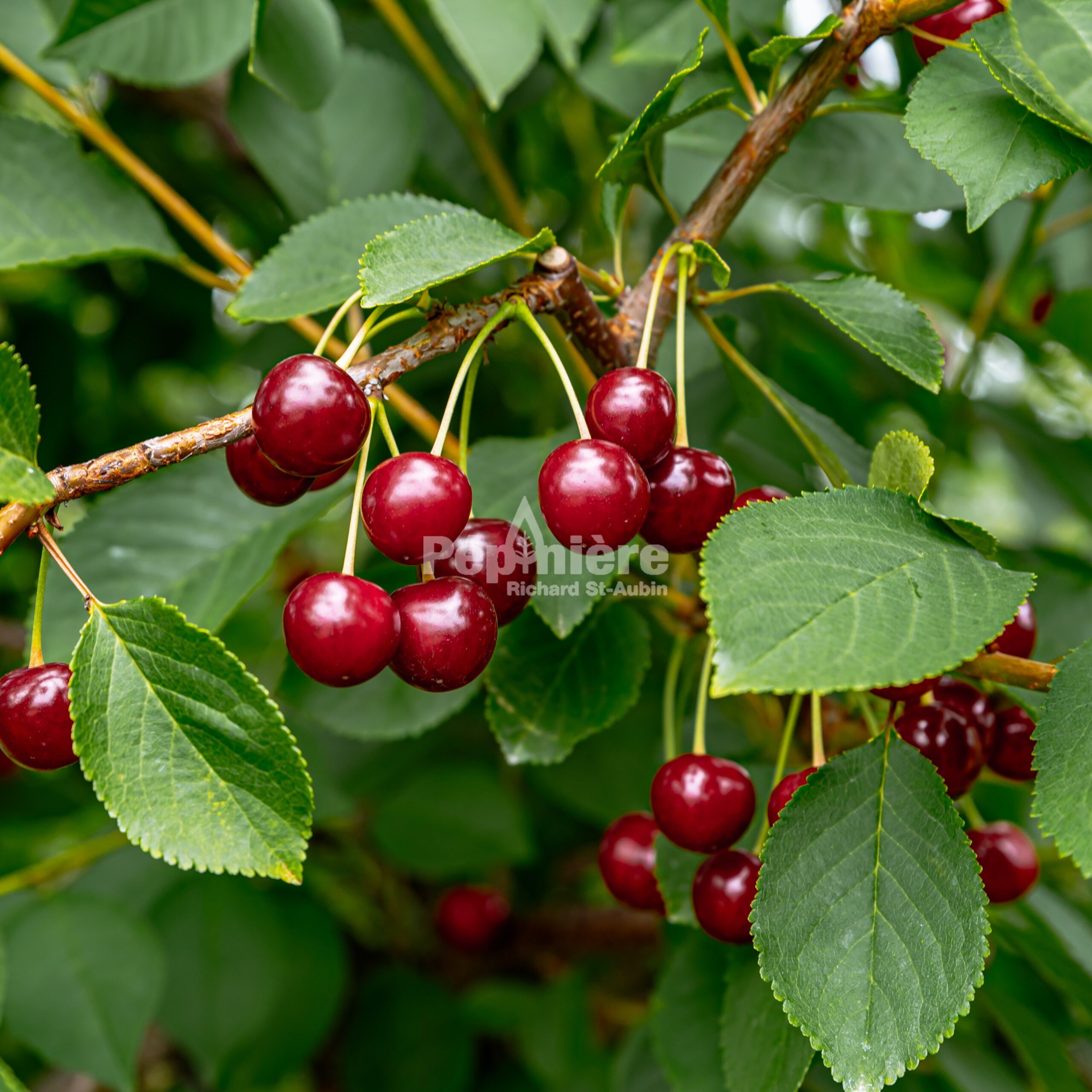 Prunus cerasus Carmine Jewel - Pépinière Richard St-Aubin