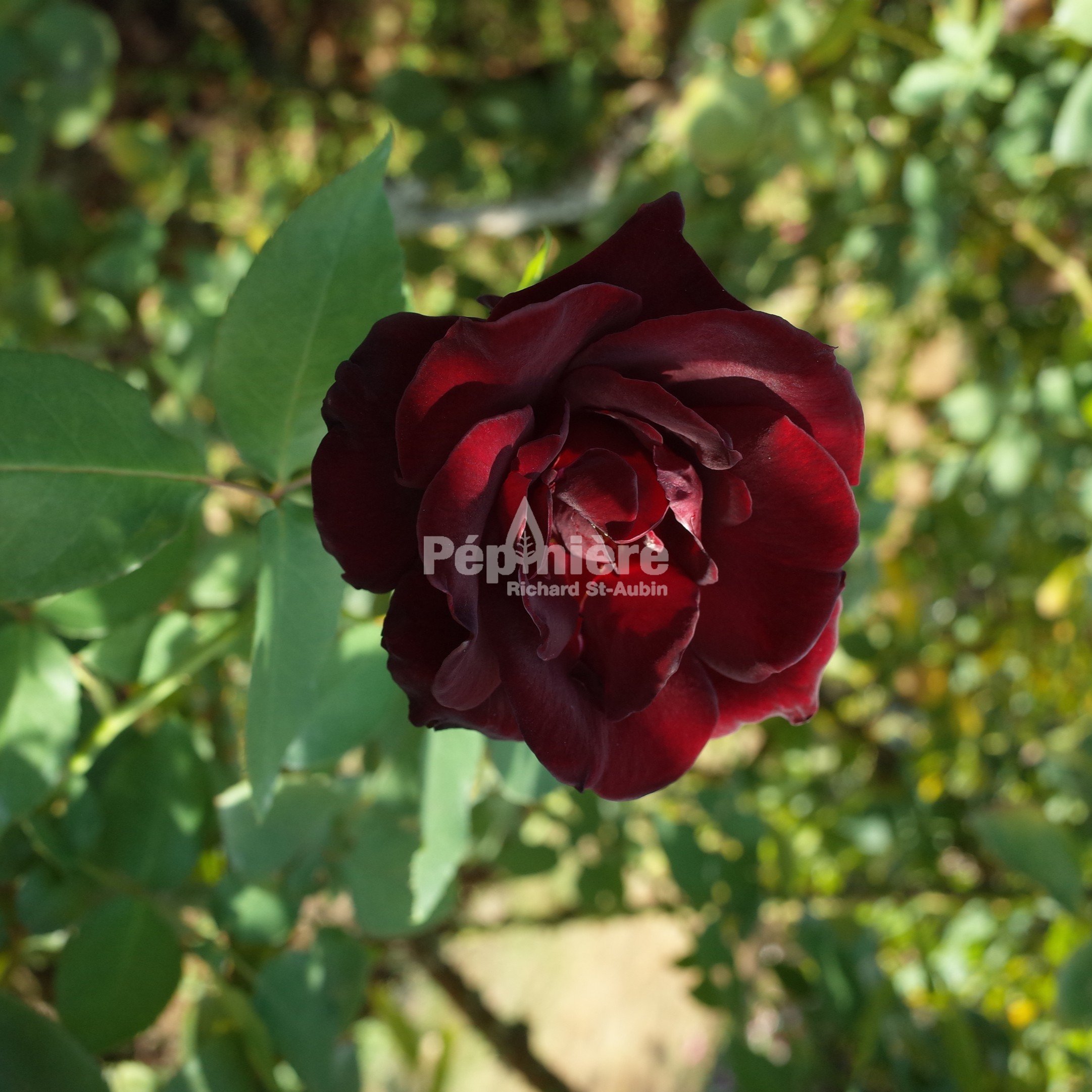 Rosa AC Navy Lady STD - Pépinière Richard St-Aubin