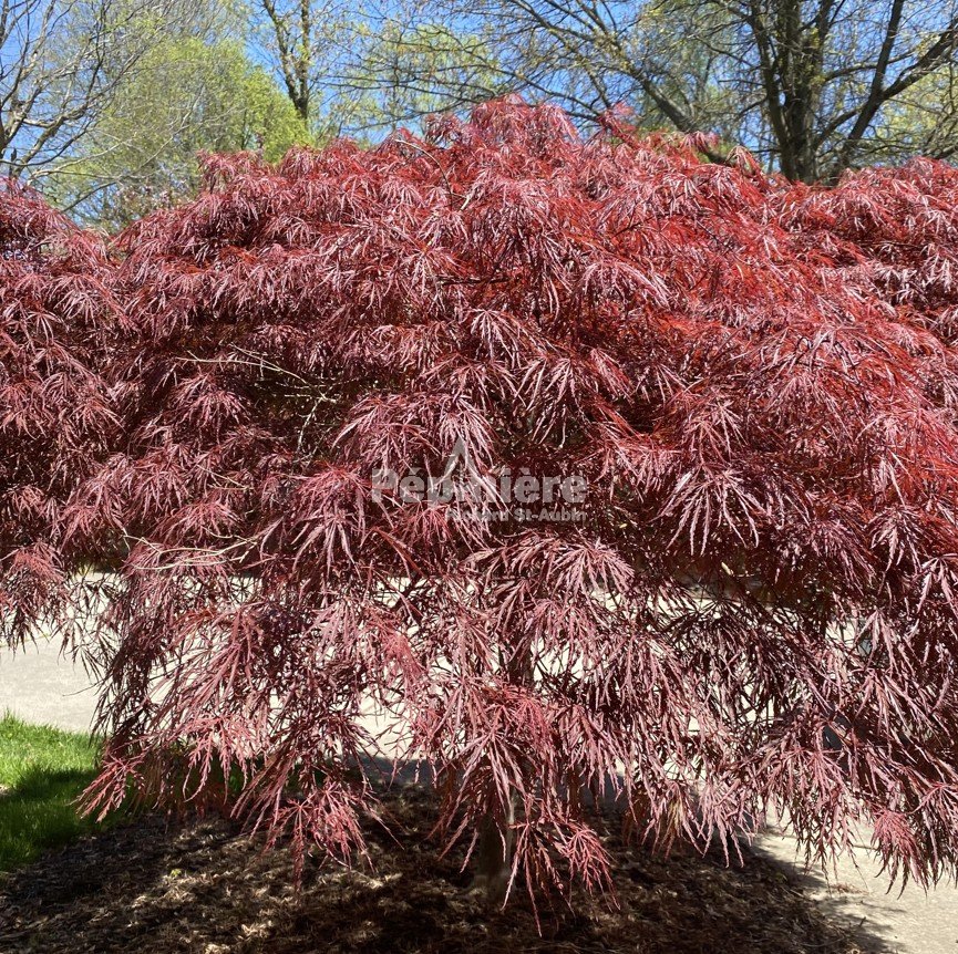 Acer Palmatum 'Red Dragon' - Pépinière Richard St-Aubin