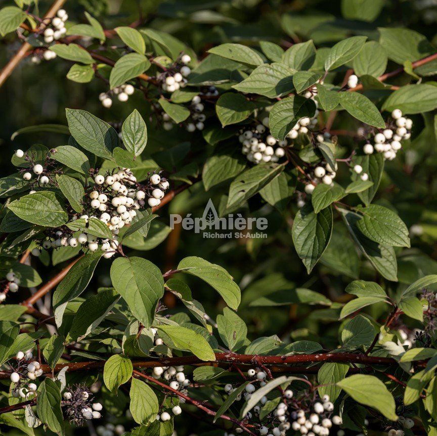 Cornus sericea Stolonifera - Pépinière Richard St-Aubin