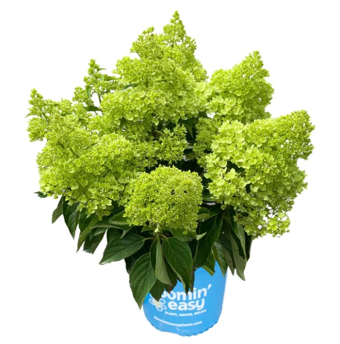 Hydrangea Paniculata 'Dragon Baby' B.E. - Pépinière Richard St-Aubin