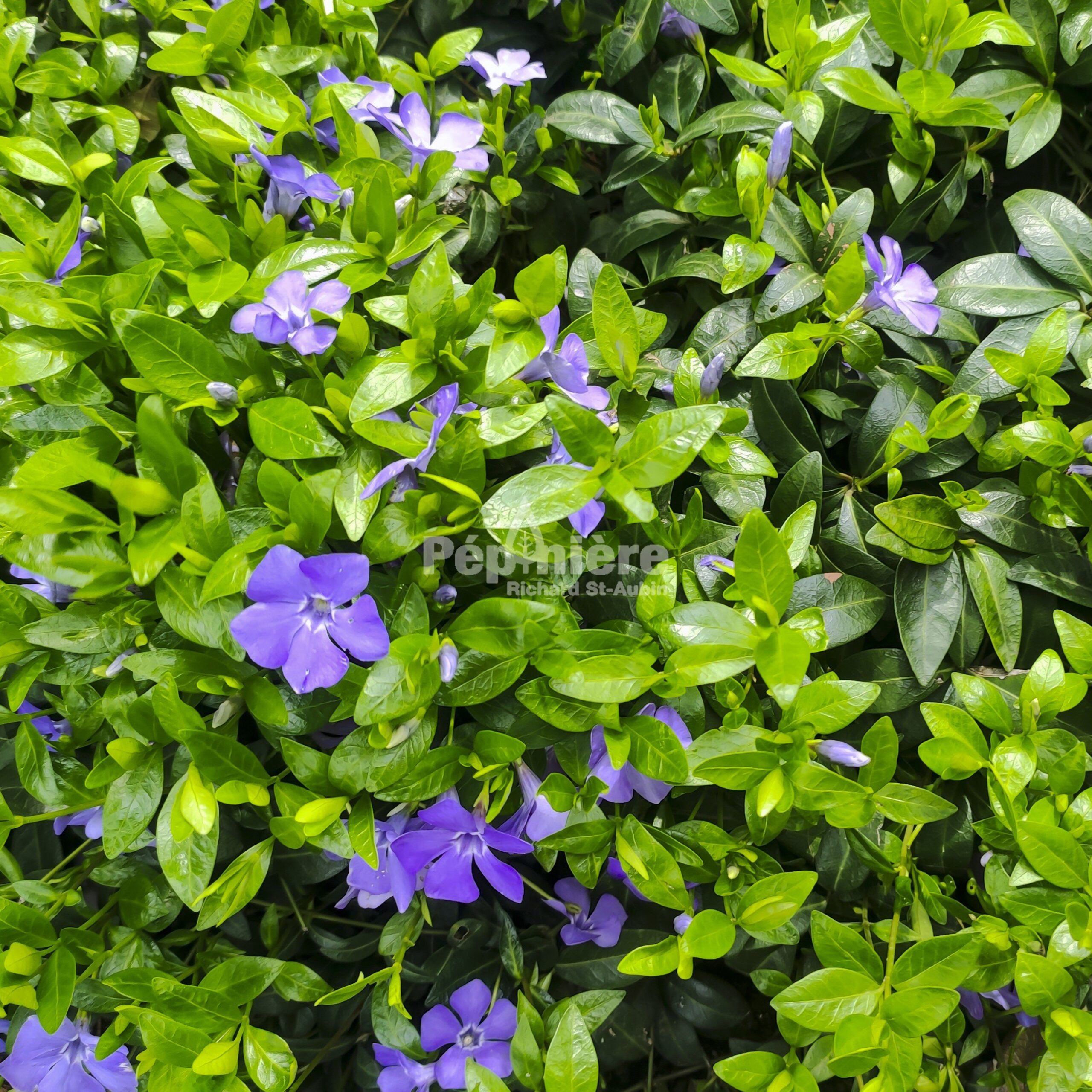 Vinca minor Mrs. Bowles - Pépinière Richard St-Aubin