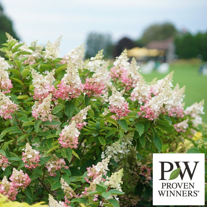 Hydrangea Paniculata 'Pinky Winky' STD P.W. - Pépinière Richard St-Aubin