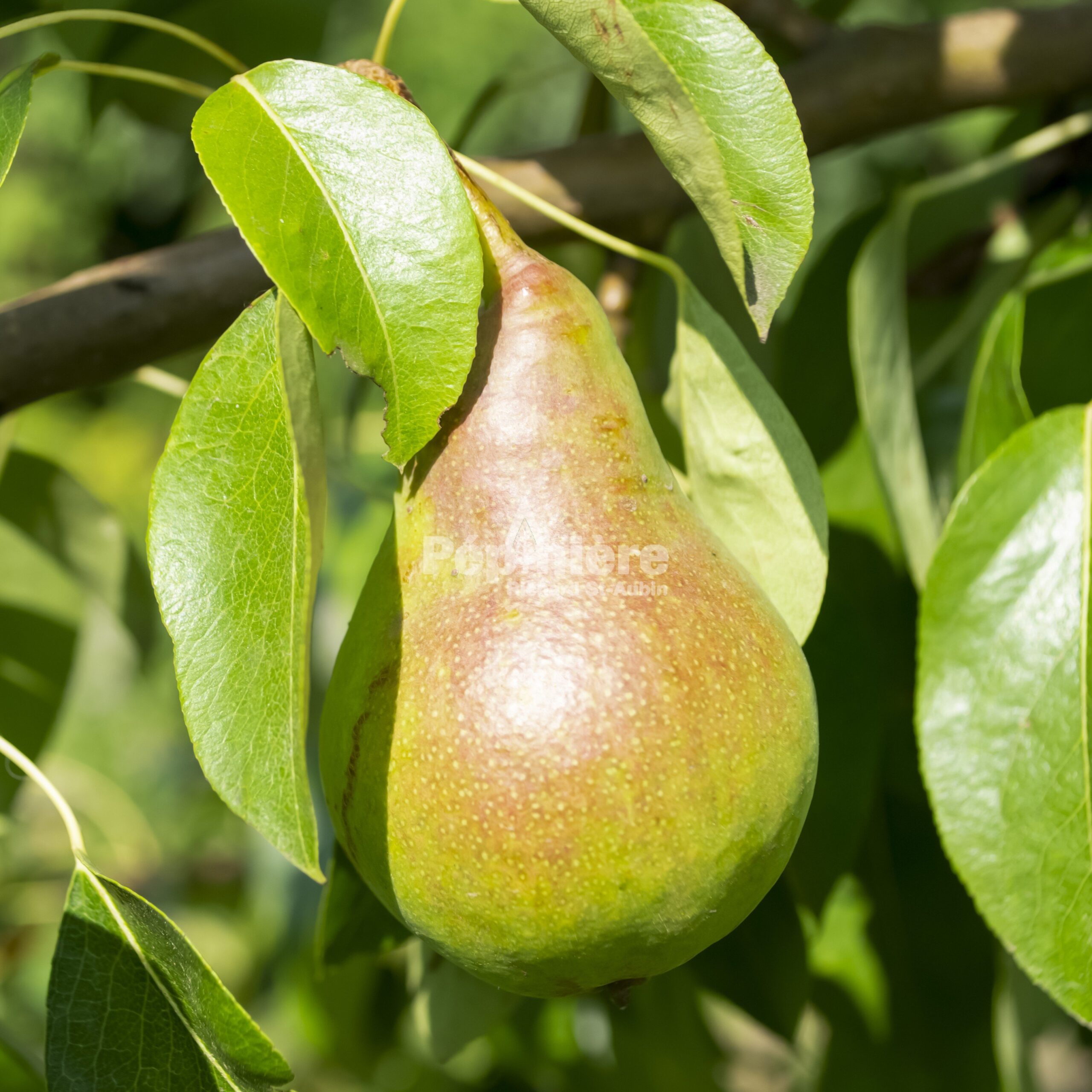 Pyrus communis Cold Snap - Pépinière Richard St-Aubin
