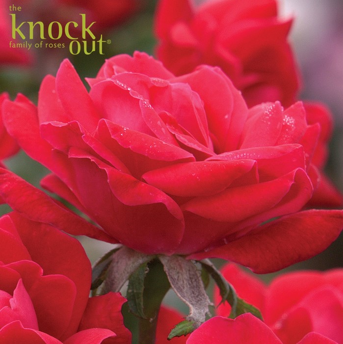 Rosa Double Knock Out - Pépinière Richard St-Aubin