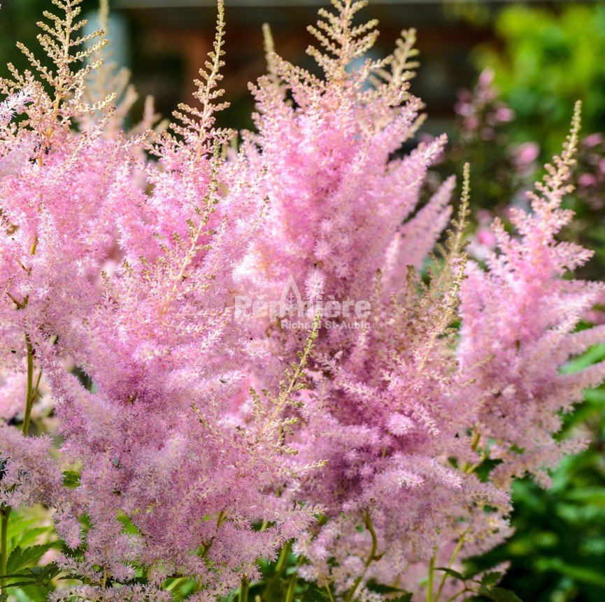Astilbe chinensis Visions in Pink - Pépinière Richard St-Aubin