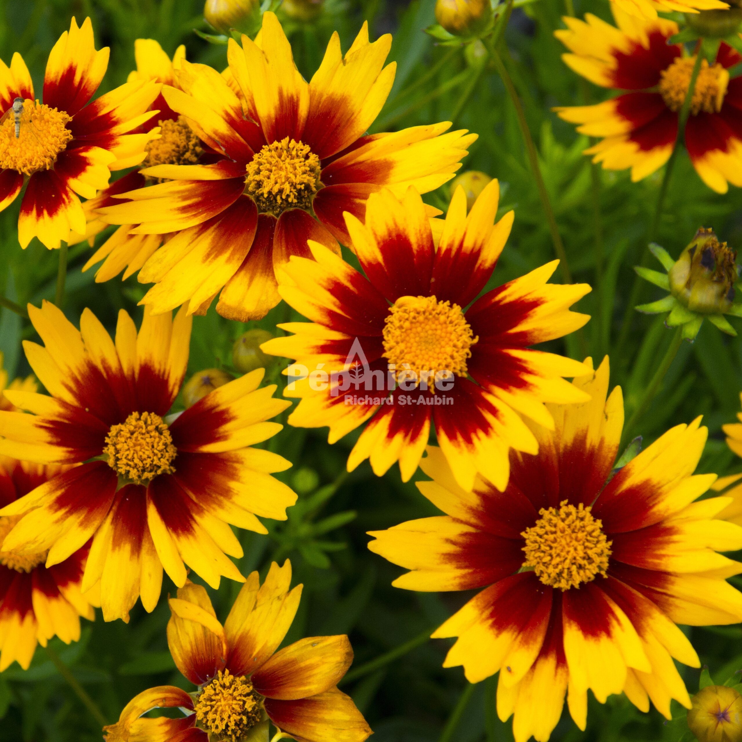 Coreopsis UpTick Gold & Bronze P.W. - Pépinière Richard St-Aubin