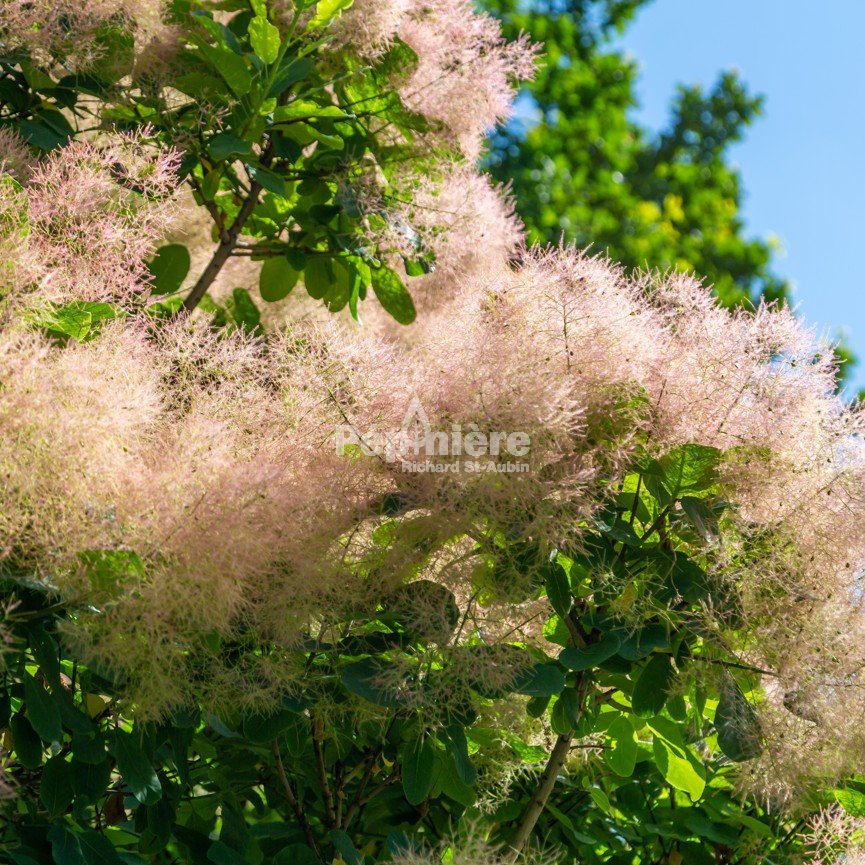 Cotinus coggygria Ancot (Golden Spirit) - Pépinière Richard St-Aubin