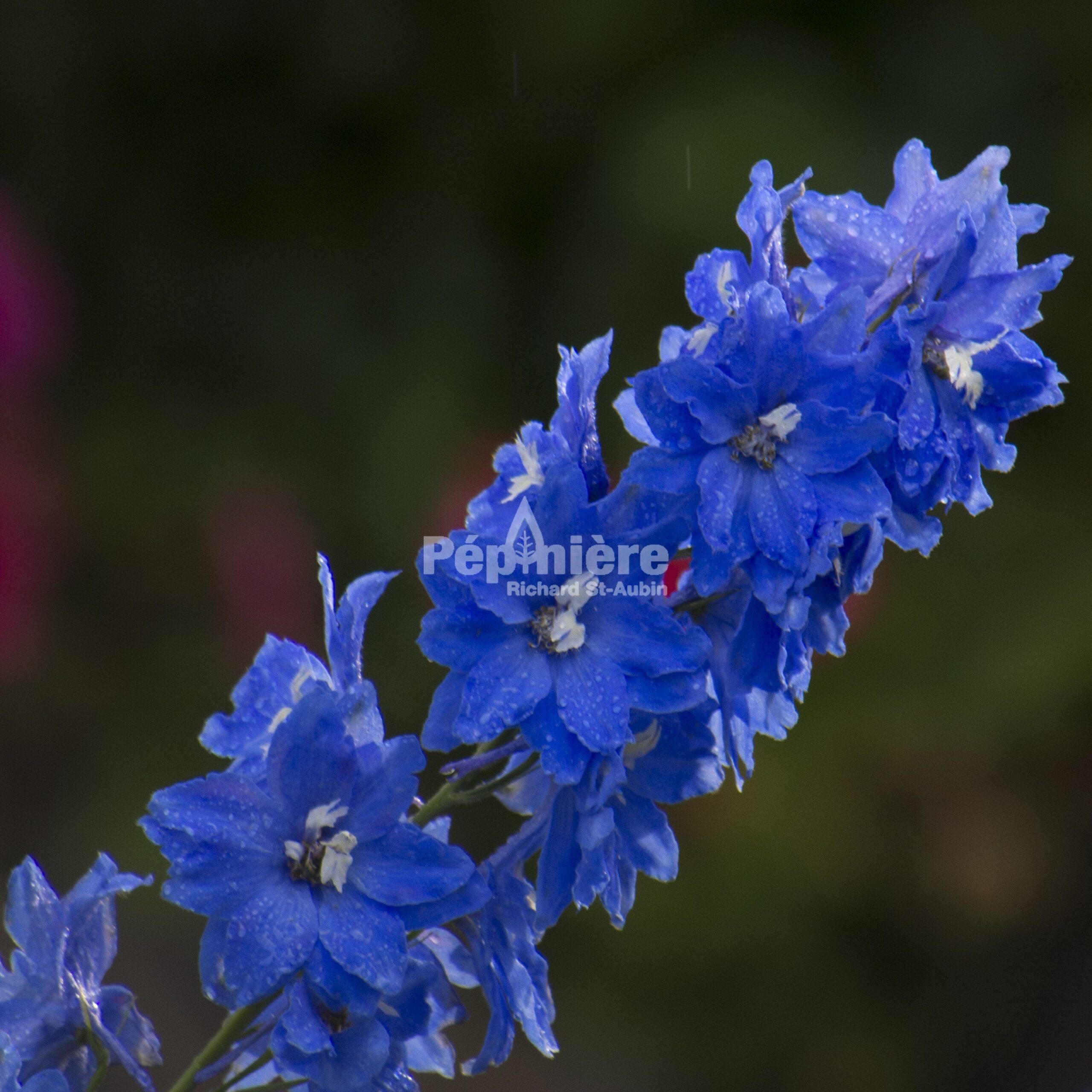 Delphinium elatum Dasante Blue - Pépinière Richard St-Aubin