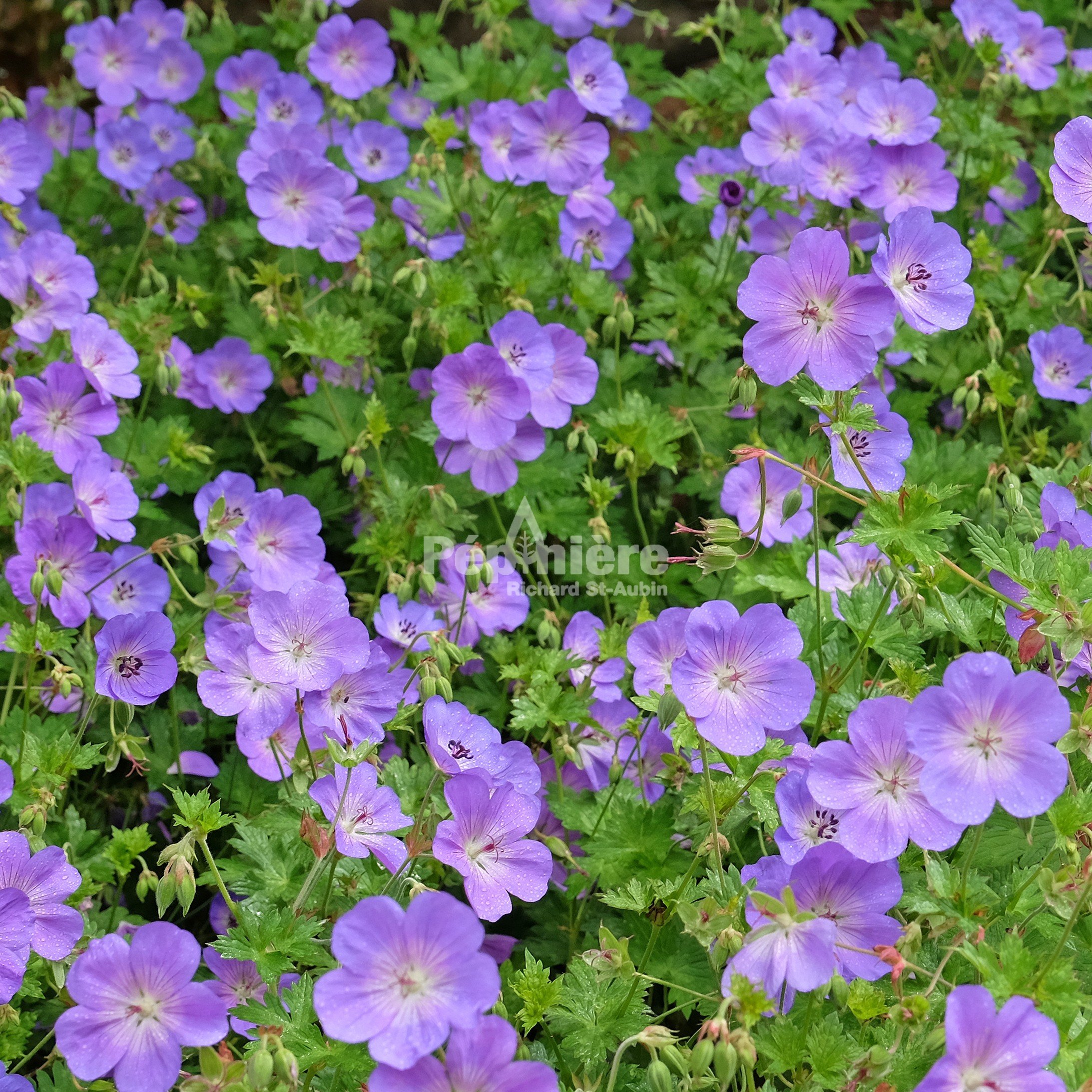 Geranium Azure Rush - Pépinière Richard St-Aubin