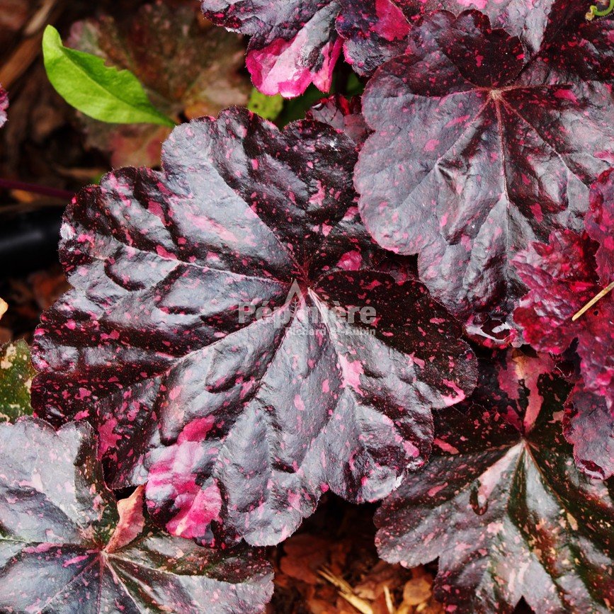 Heuchera Midnight Rose - Pépinière Richard St-Aubin