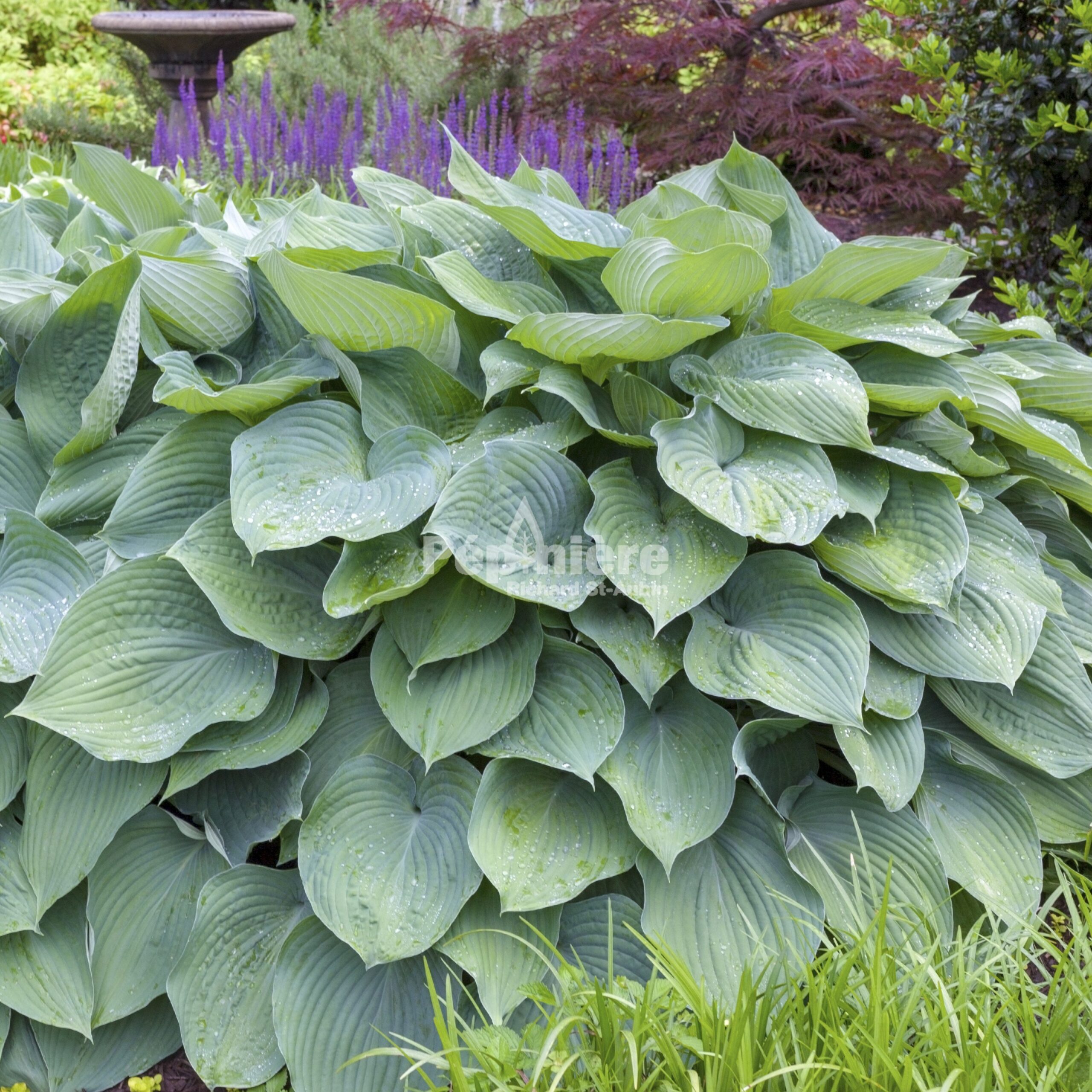 Hosta Big Daddy - Pépinière Richard St-Aubin